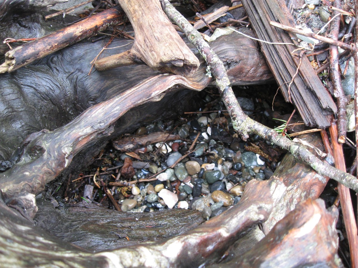 How to Find an Agate – Michelle Eames