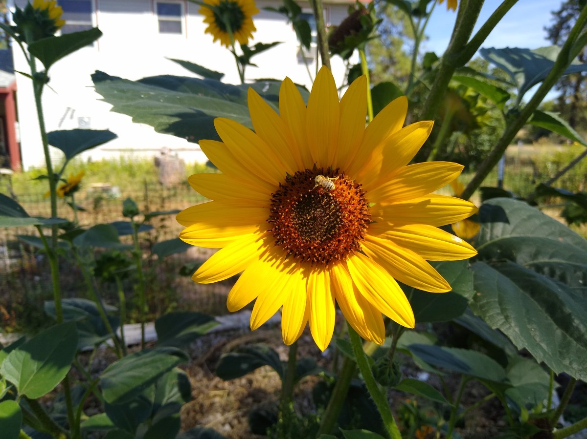 Sunflowers – Michelle Eames