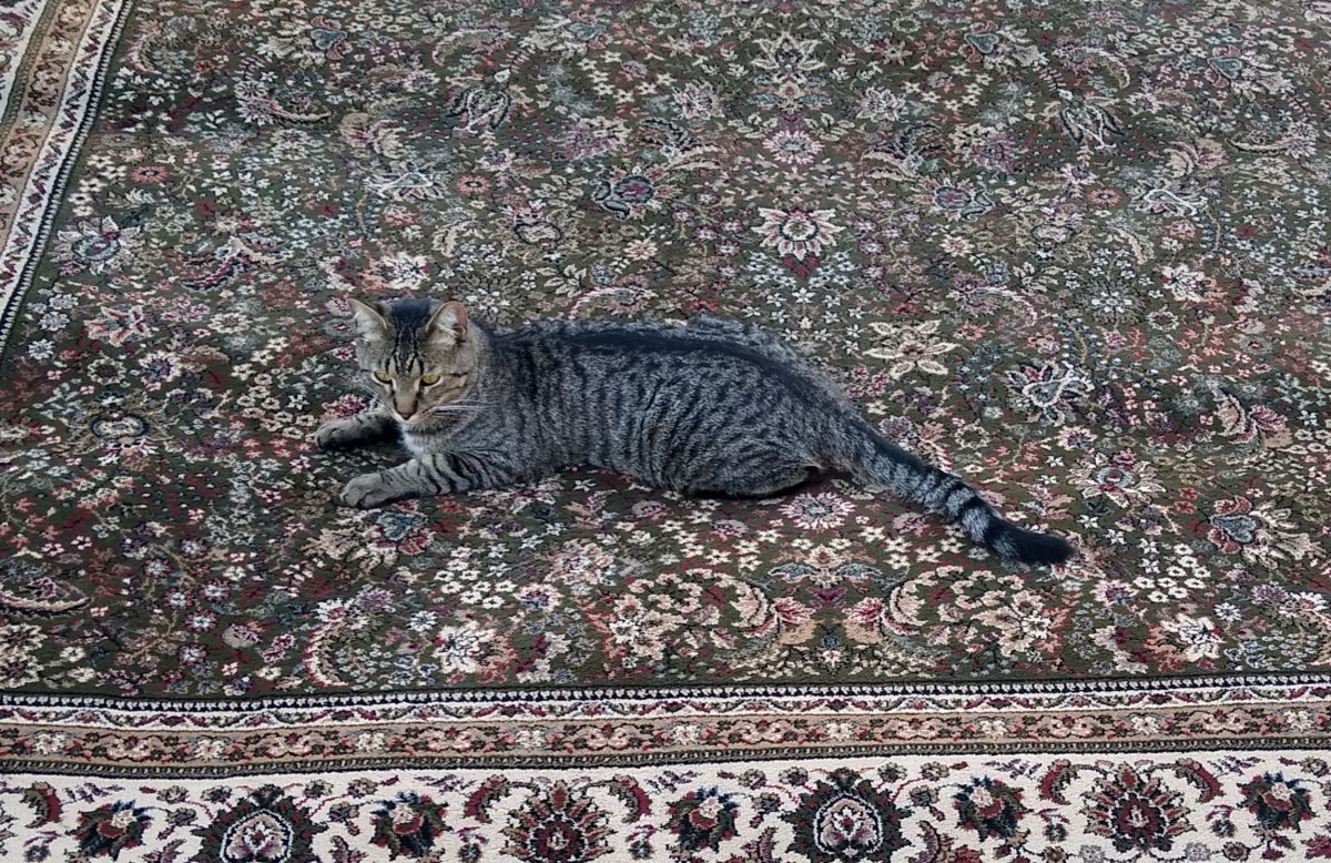 Purrcy’s Law – Michelle Eames